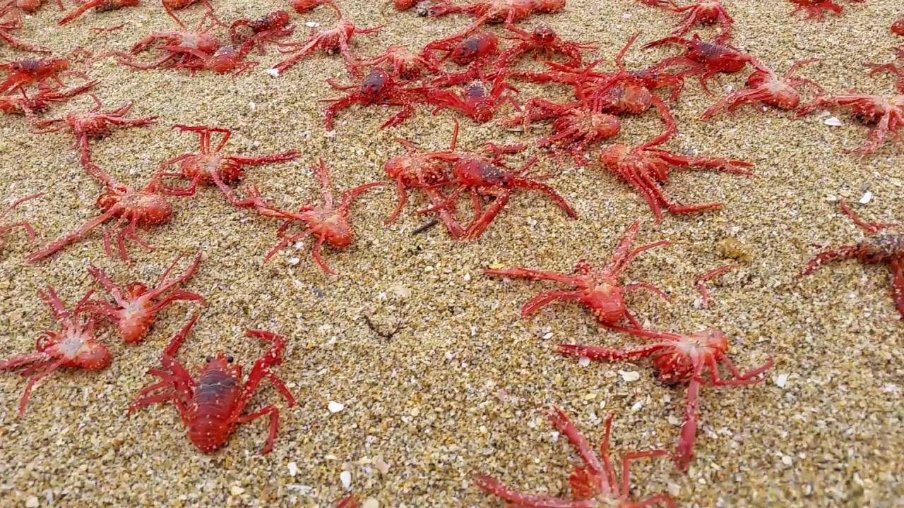 Bright Red Crabs On Newport Beach - 1000's - Orange County, California ...