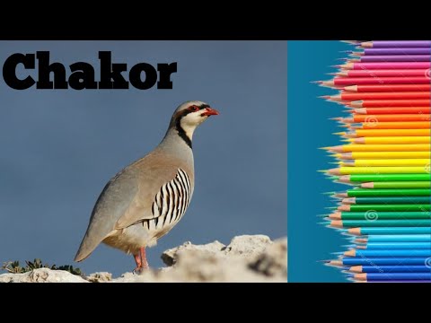 How to make chakor/ Sketching /drawing/ Pakistan National Bird chakor ...