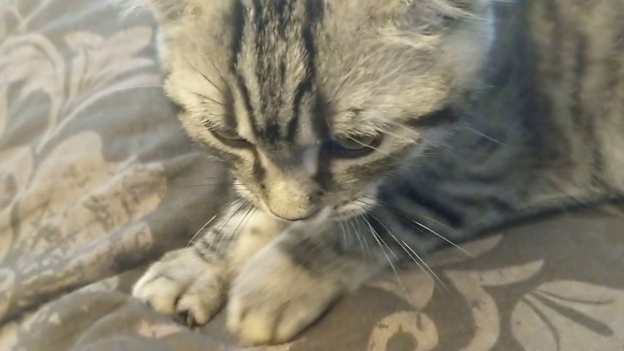 cat milk treading - YouTube