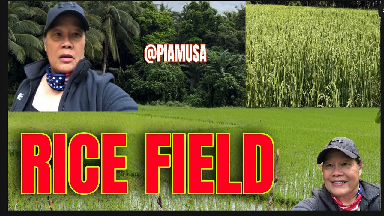 How to prepare the rice field for planting - Samar Island Philippines ...