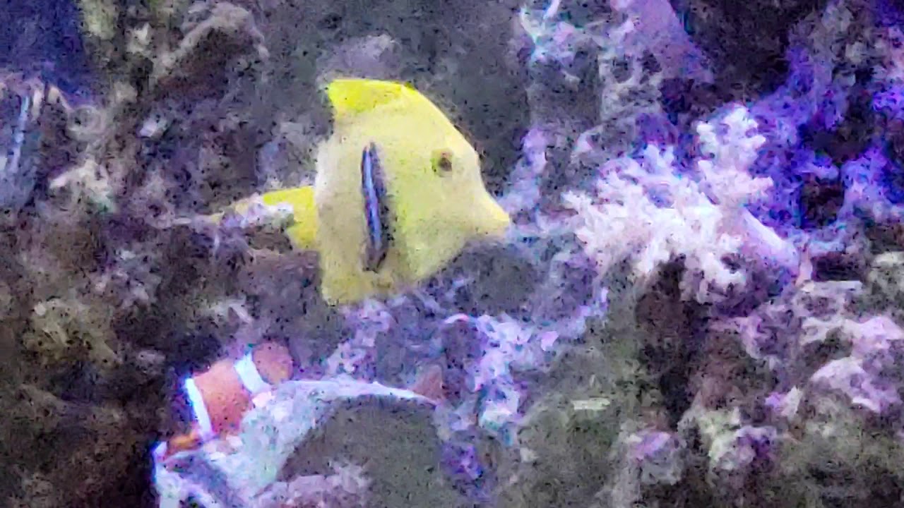 Neon cleaner goby on 2.5" yellow tang - YouTube