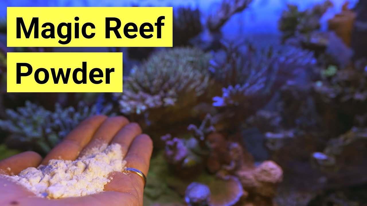 Should EVERYONE dose kalkwasser? | The Prestige Reef Dork Show Ep 2 ...