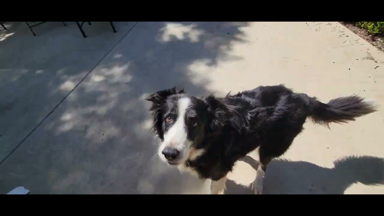 Frisbee Freak at 14 Years Young! - YouTube