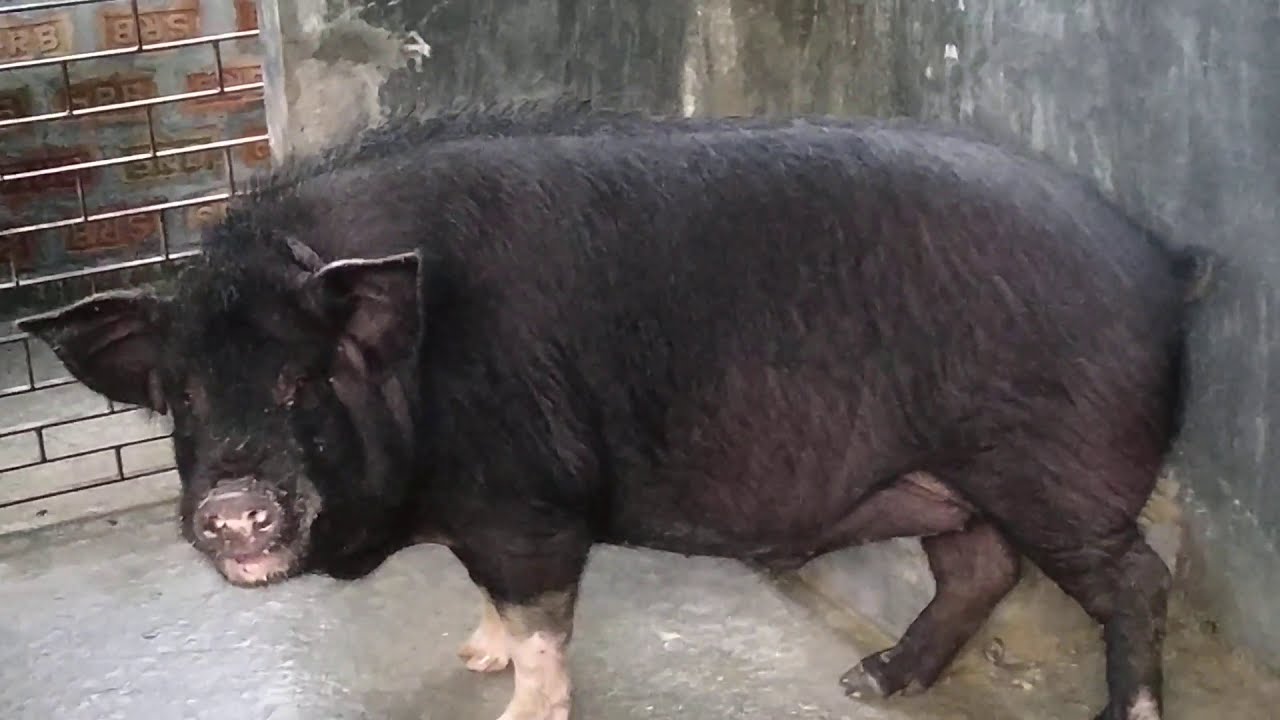 Assam Pig farm - YouTube