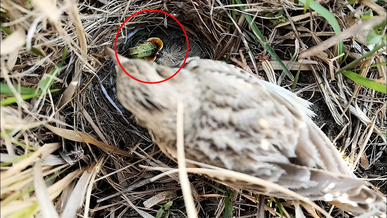 Baby Pipit bird ate the worm @onlybirds107 - YouTube