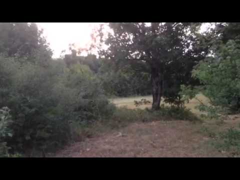 Divlji Zecevi Svib - YouTube