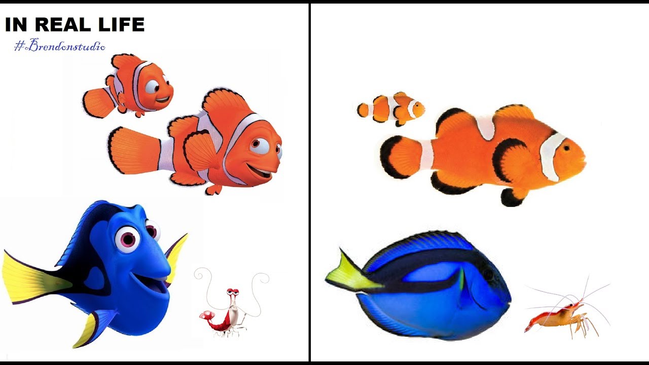 FINDING NEMO/DORY In Real Life (Procurando Nemo/Dory Na Vida Real ...