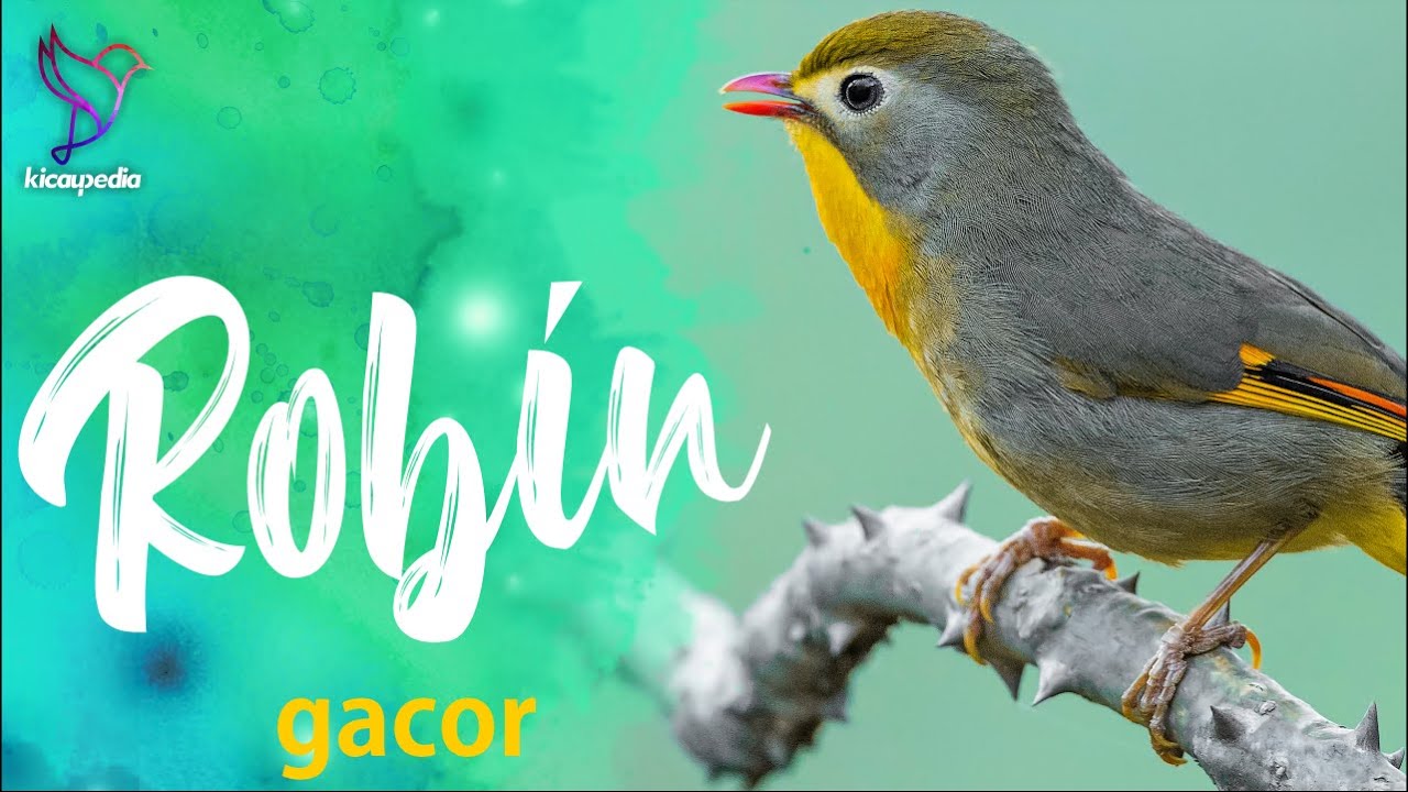 Masteran Serta Pancingan Burung Robin Gacor Efektif Sebagai Masteran ...