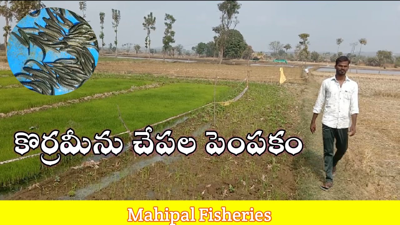 Murrel Fish Farming | కొర్రమీను చేపల పెంపకం @MahipalFisheries1 - YouTube
