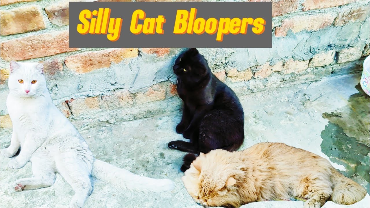 Claws and Clumsiness: Silly Cat Bloopers - YouTube