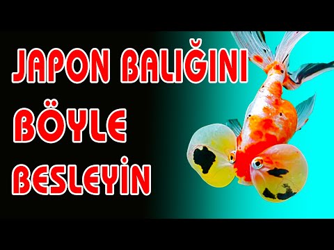 JAPON BALIKLARI DOYMUYOR ! Japon Balığı Yemi Nasıl Verilir?