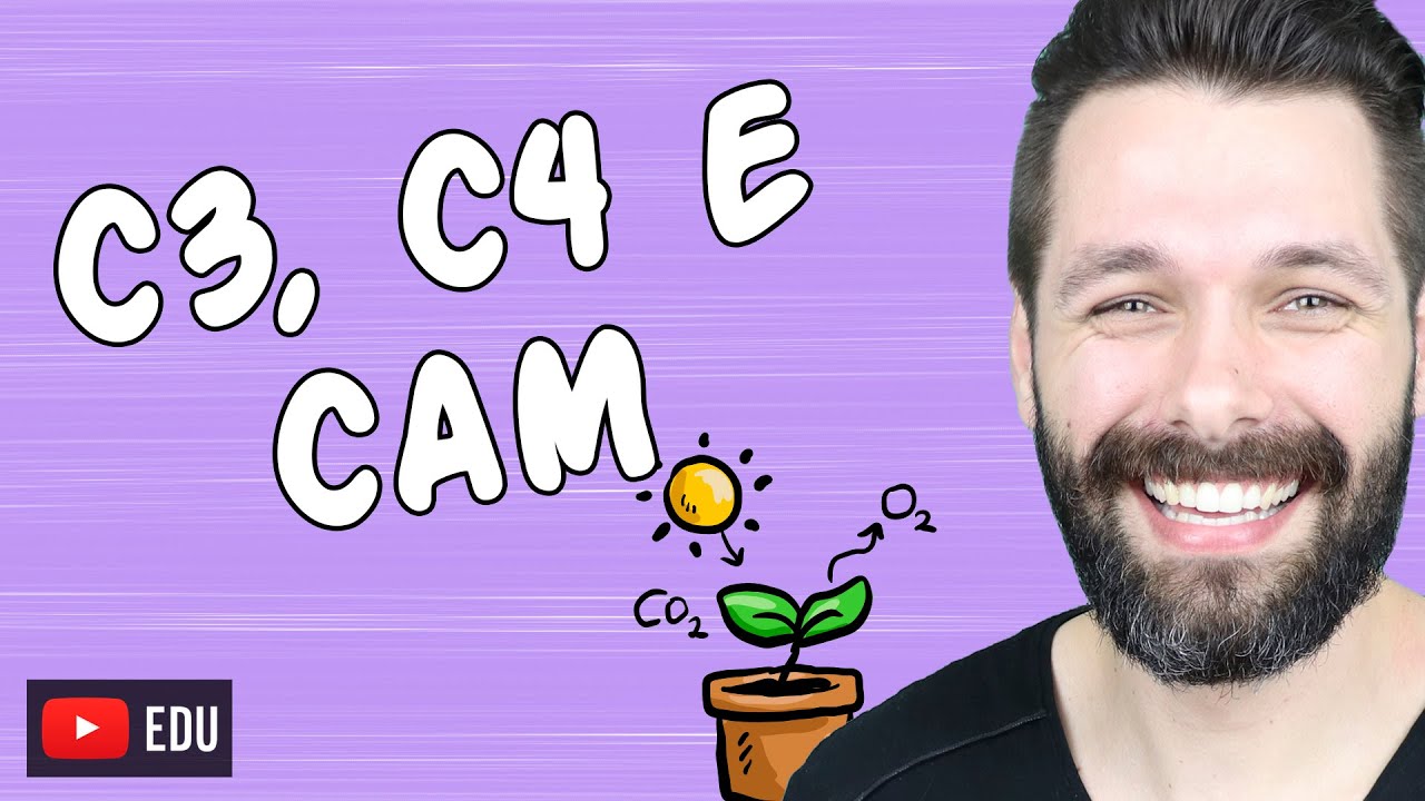 PLANTAS C3, C4 e CAM - Fixação do Carbono na Fotossíntese | Biologia ...