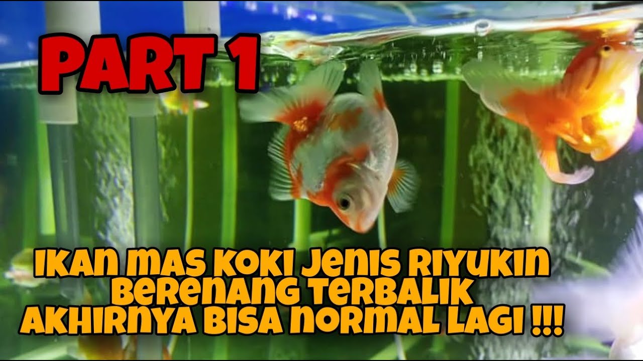 Cara Ampuh Mengatasi Ikan Mas Koki Yang Berenang Terbalik – Catatan Arumi