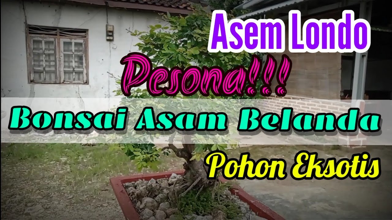 Amazing Bonsai Asem Londo || Asam Belanda Meliuk - YouTube