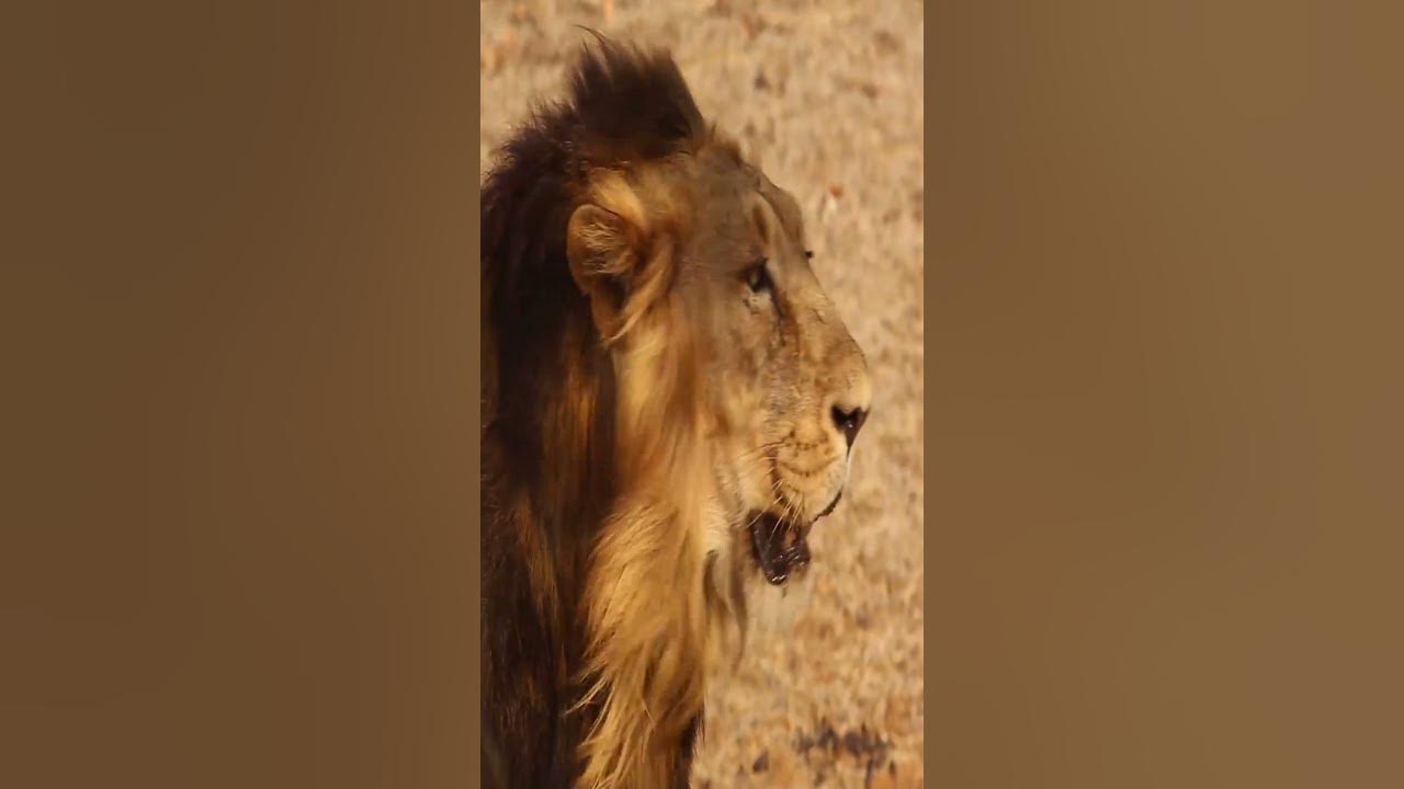 صوت الاسد - اسمع صوت زئير الأسد - YouTube