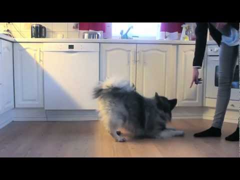 Dog tricks and having fun