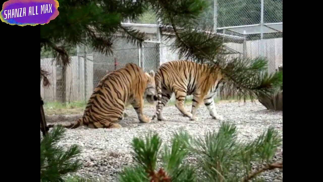 Sexual reproduction of Tiger. - YouTube