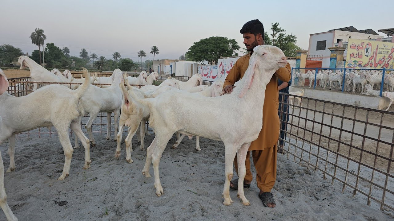 Bakra Mandi video viral 23 April 2025 Sasta Bada bakra rajanpur ka ...