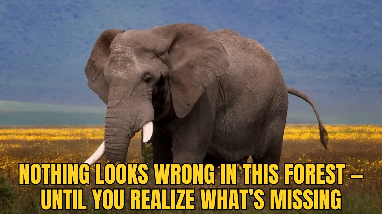 When Elephants Disappear, Forests Begin to Fail — Slowly. - YouTube