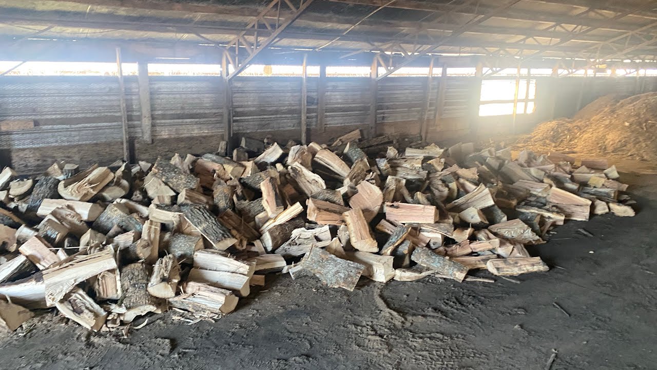 Cows, logging, firewood, and a lightening storm - YouTube