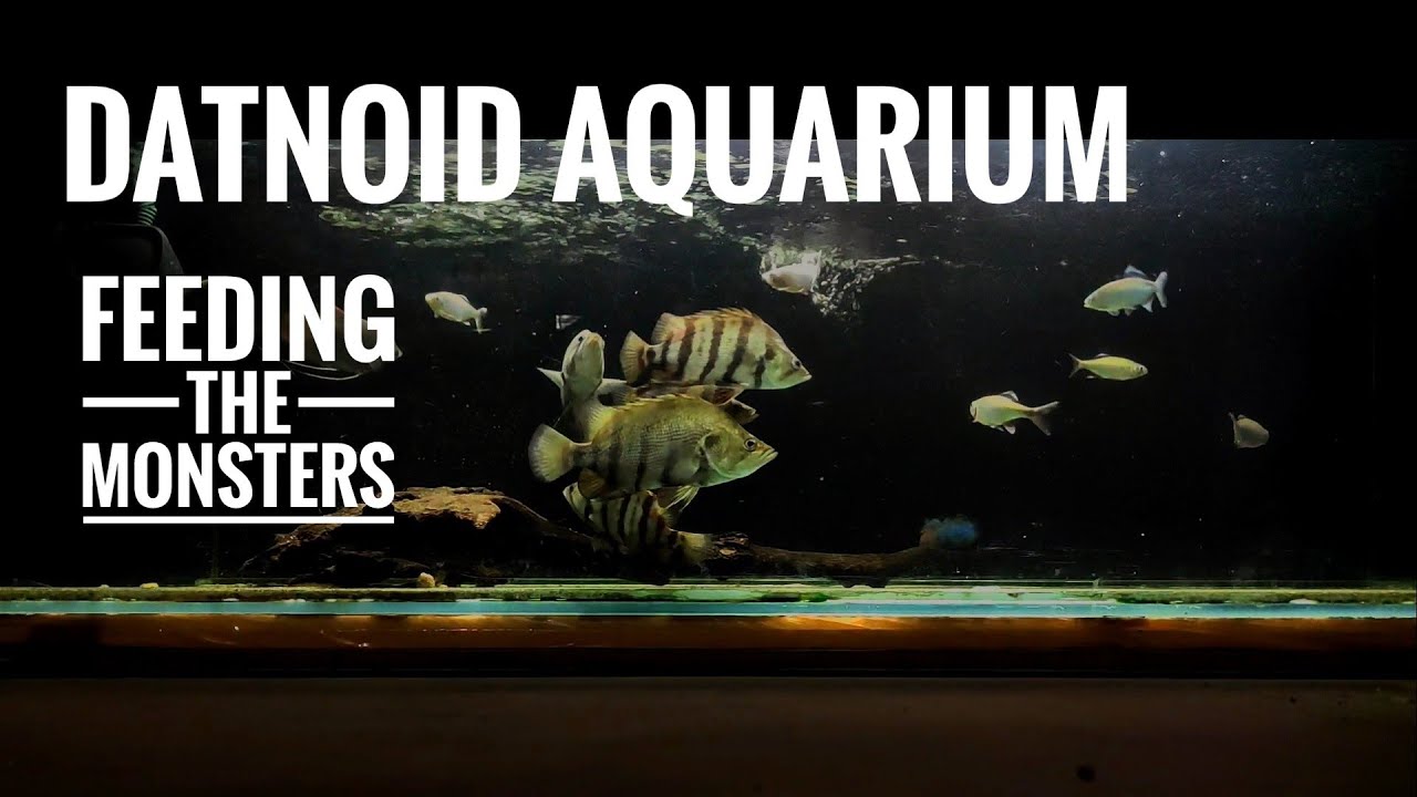 Datnoid aquarium update, feeding prawns to the monsters !! # ...