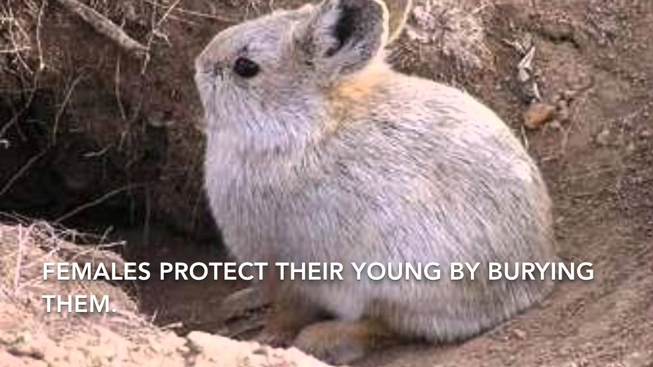 pygmy rabbit research - YouTube