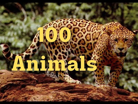 100 Animals for Kids | Learn 100 Animals in English | NRMedia - YouTube