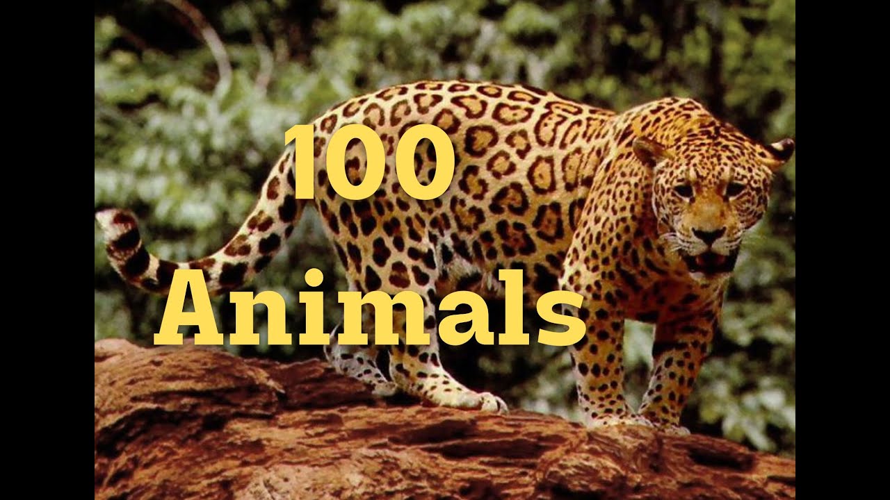 100 Animals for Kids | Learn 100 Animals in English | NRMedia - YouTube