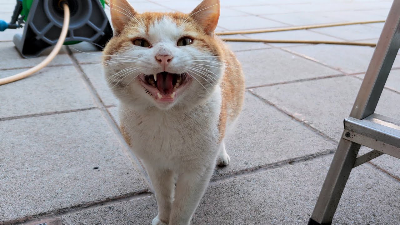 Loud Meowing Cat Is Hungry - YouTube