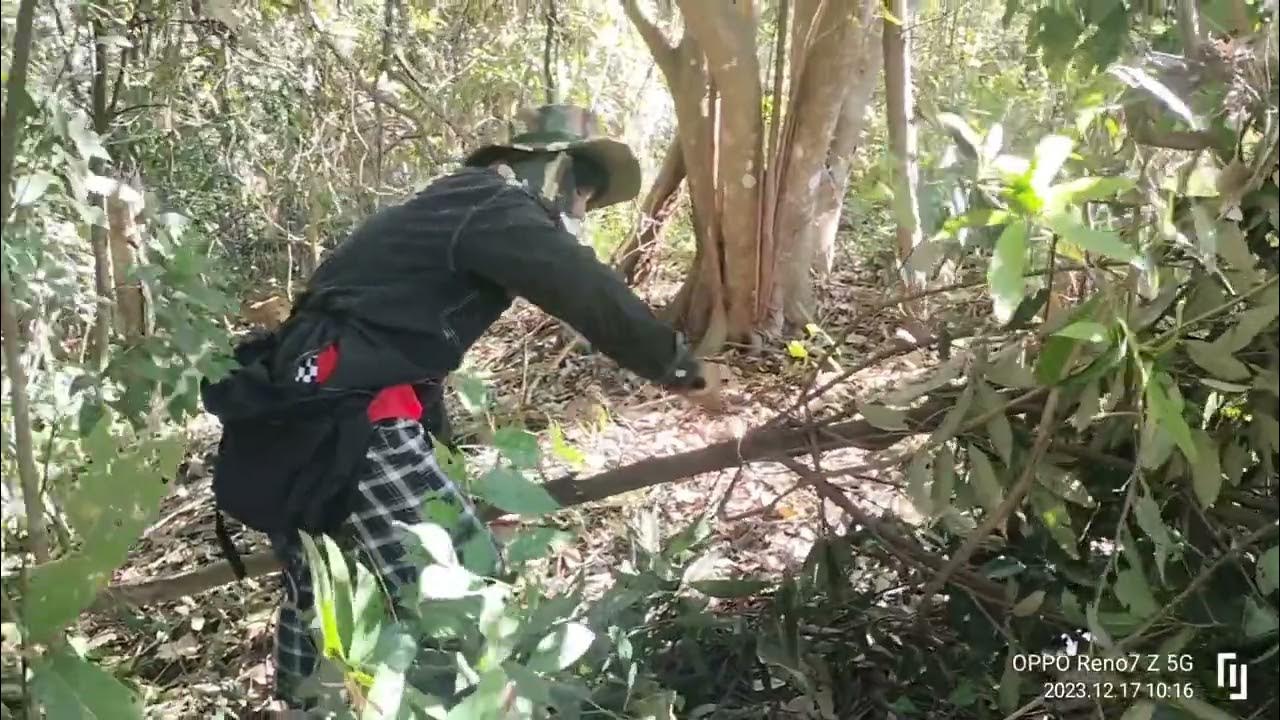 hnub no mus teb nawb - YouTube