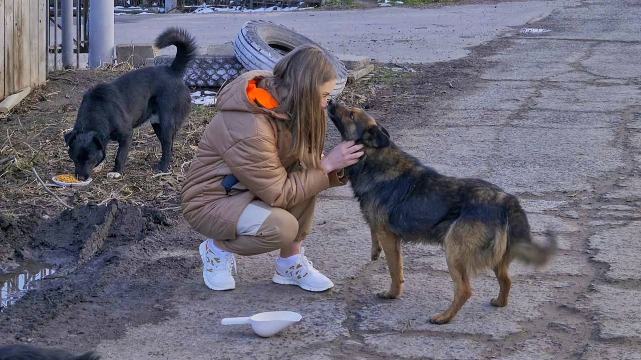 Stray Dog said "Thank You for Help" in a Cute Way - YouTube