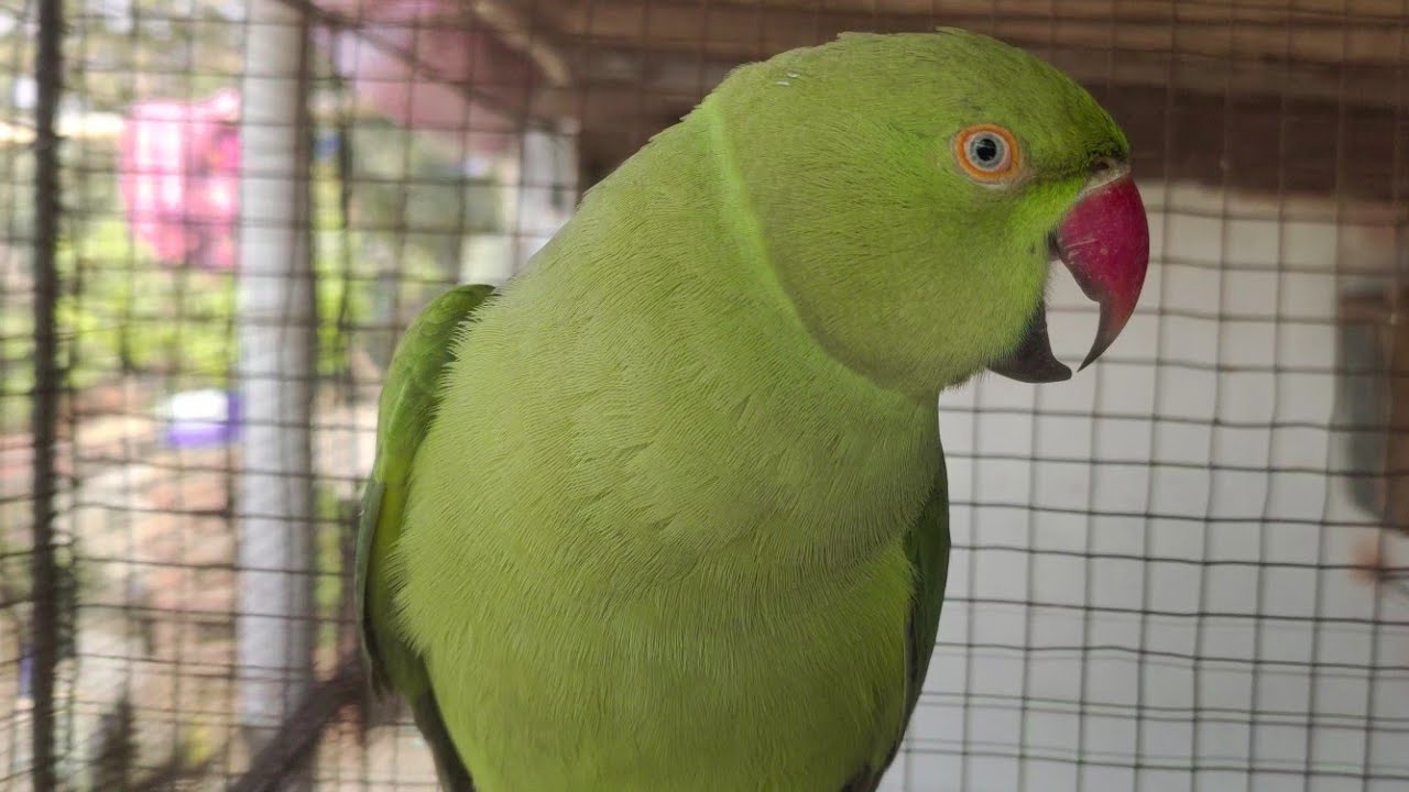 Beautiful Parrot Talking | Mithu Mithu - YouTube