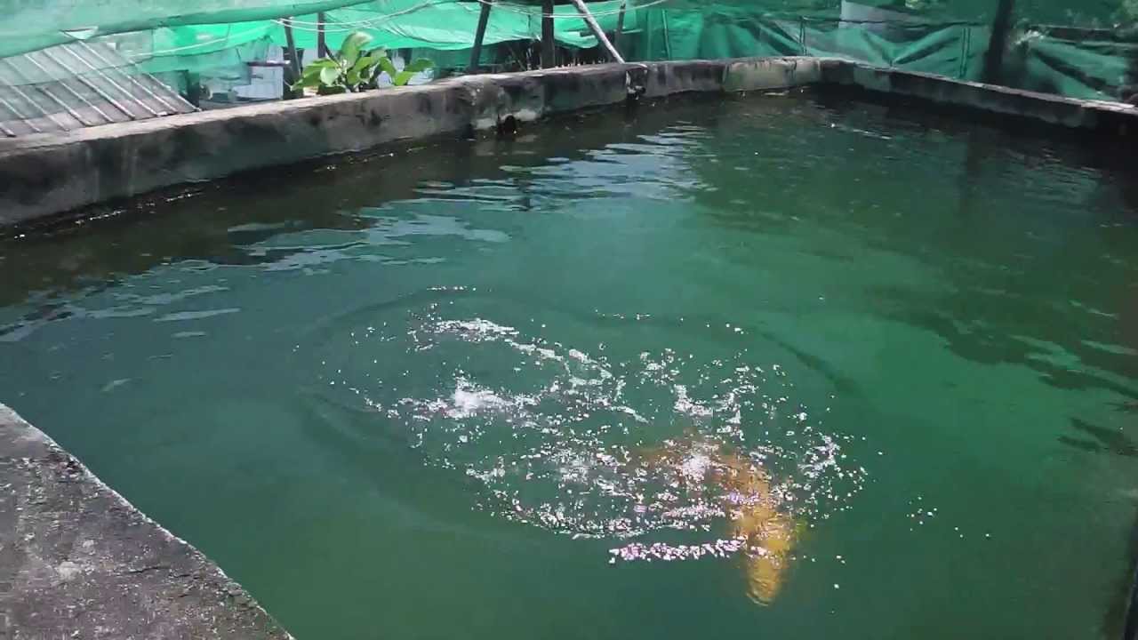 World's biggest golden Nile perch feeding - YouTube