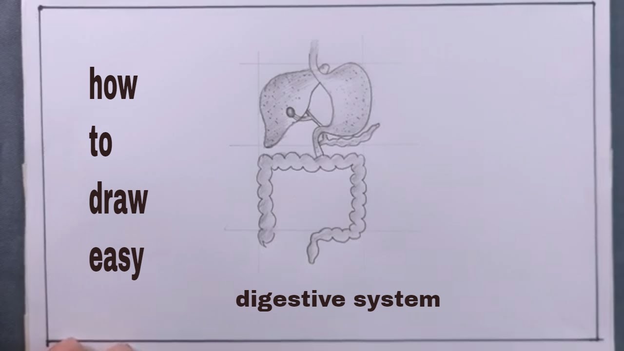 how to draw digestive system easy, step -1 - YouTube