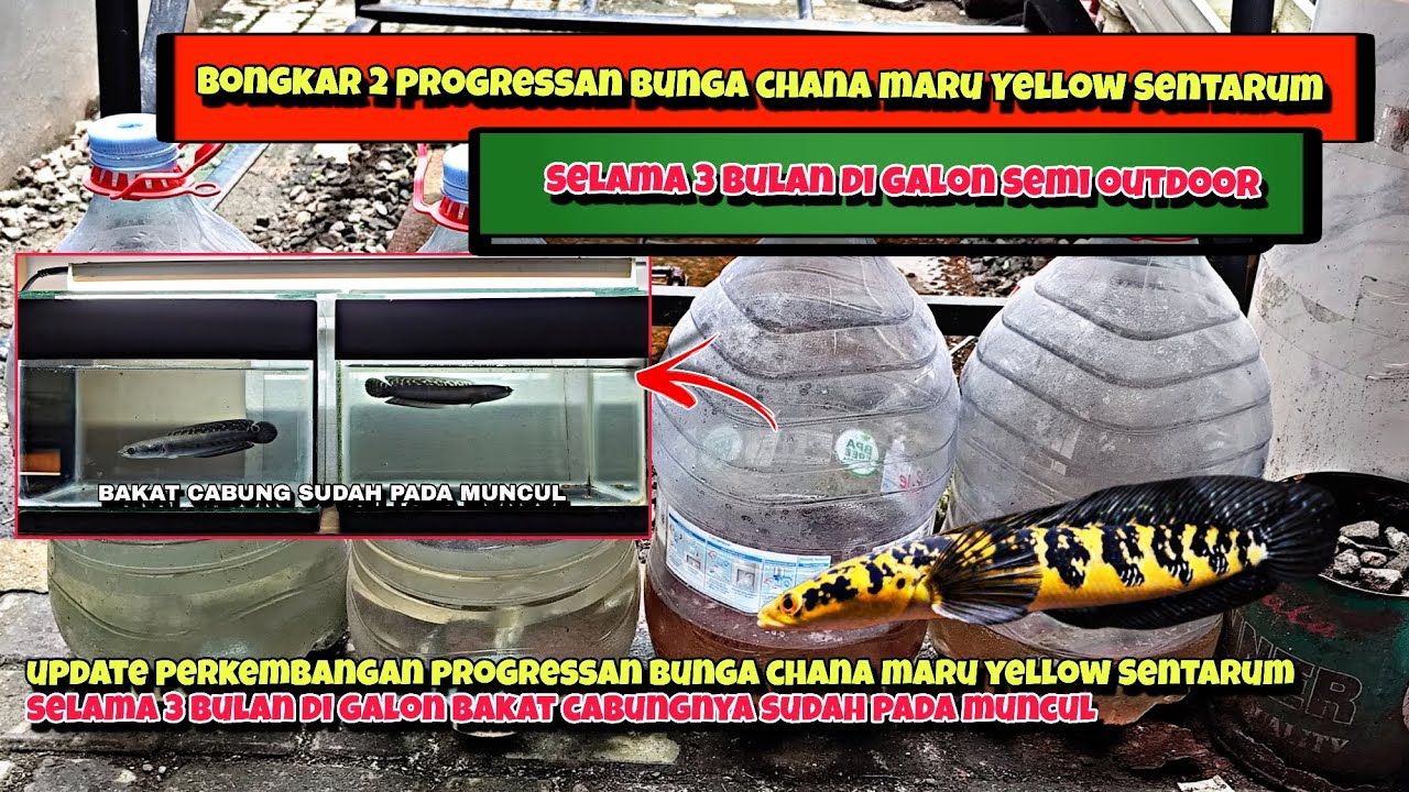 BONGKAR 2 PROGRESSAN BUNGA CHANA MARU YS DI GALON‼️3 BULAN BAKAT ...