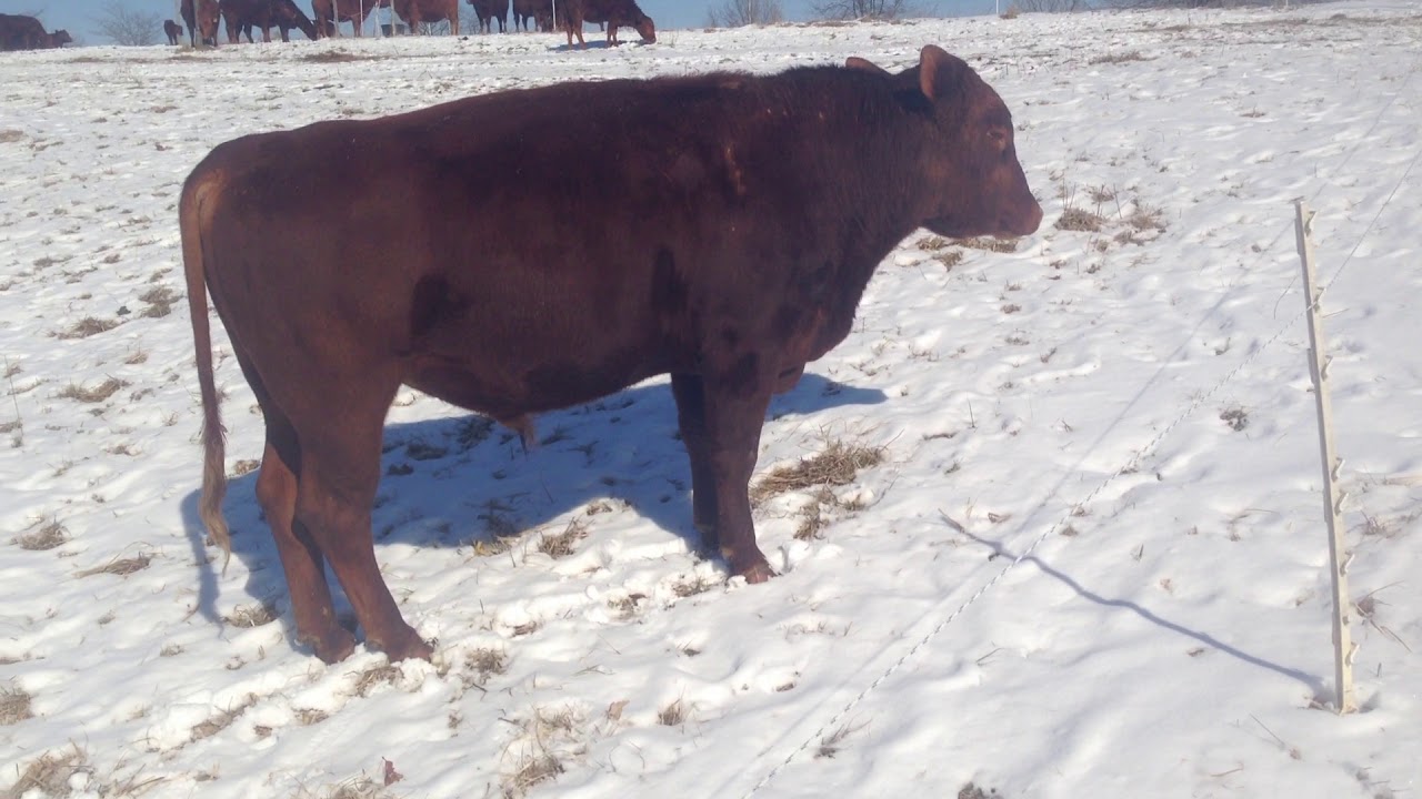 Episode #31. 2019 May 2-4th, Greg Judy 2019 grazing school winter ...