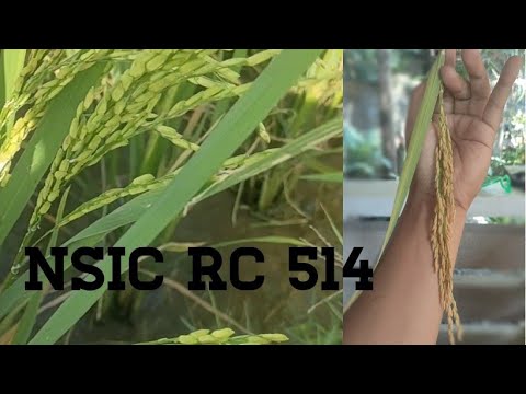 NSIC RC 514 (DRY SEASON 2023) - YouTube