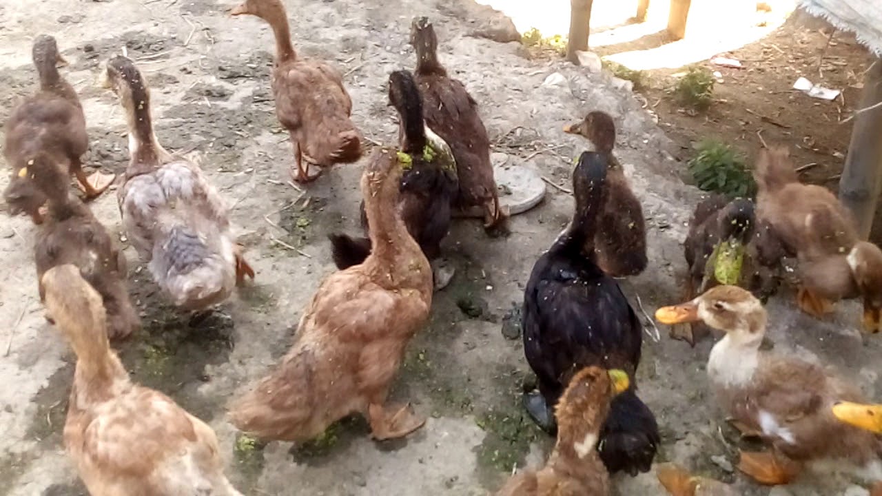 My daily duck routine Cute Duckling - Funny Baby Duck Video Duck Pet ...