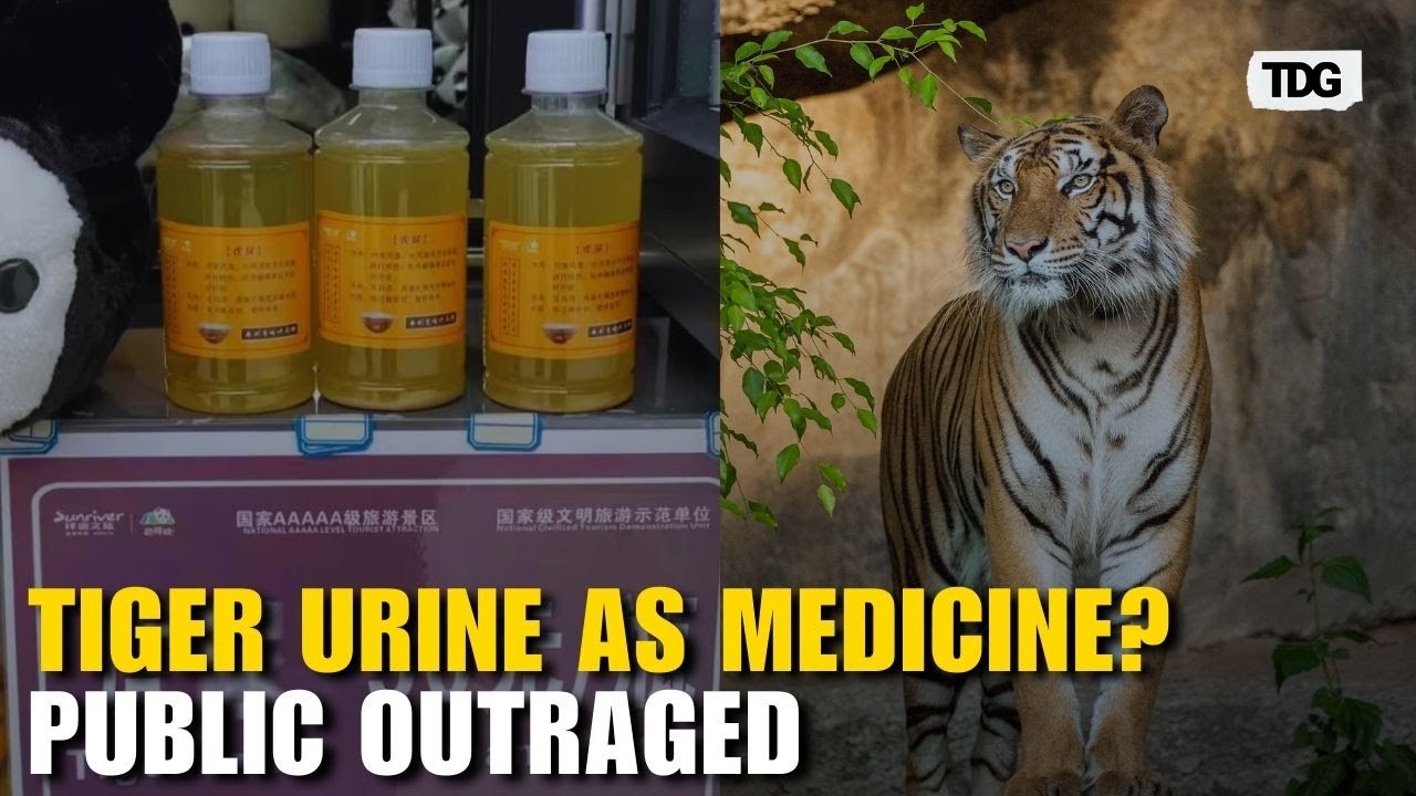 China Zoo Sparks Outrage Over Tiger Urine Sold as Rheumatism Treatment ...