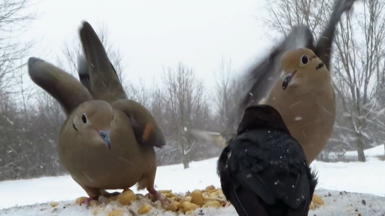 These mourning doves love picking fights - YouTube