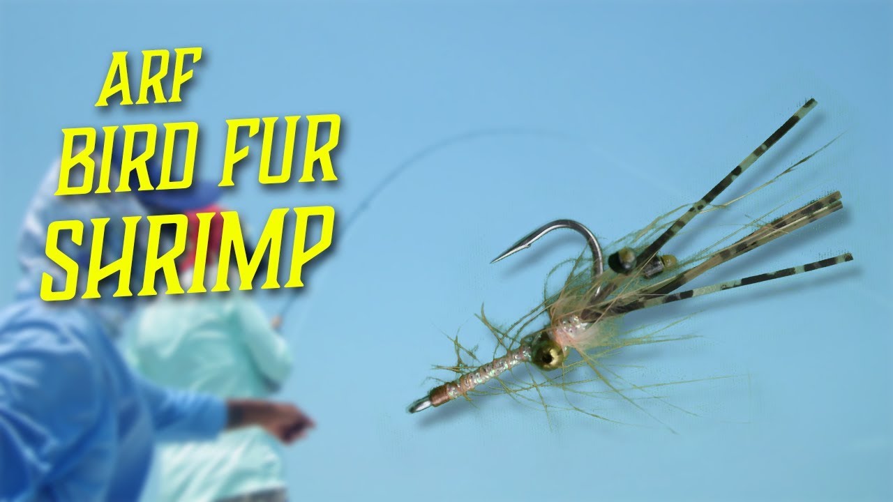 ARF Bird Fur Shrimp - Belize Series #2 - YouTube