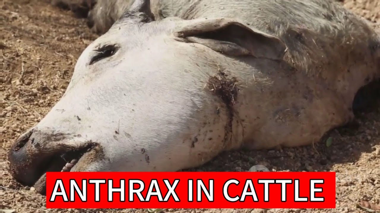 ANTHRAX IN CATTLE || SIGNS AND SYMPTOMS, TREATMENT AND PREVENTION - YouTube