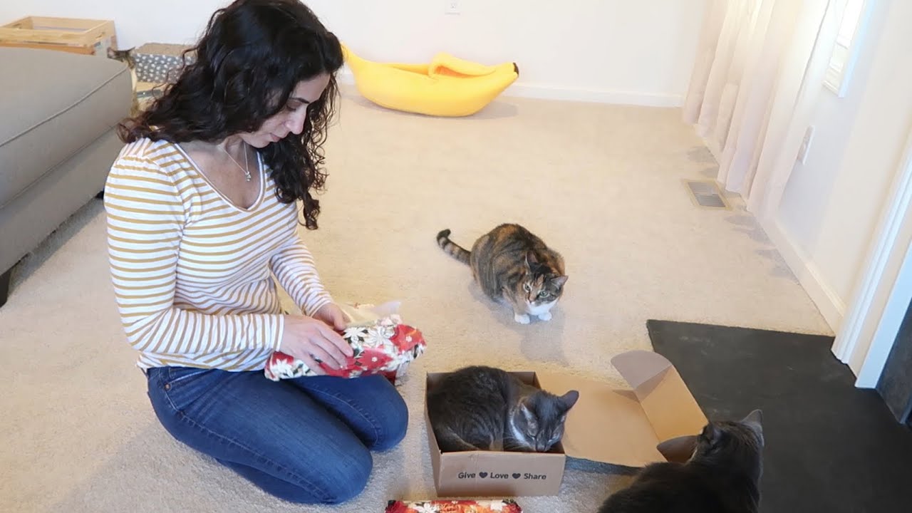 Cats receive homemade gifts - YouTube