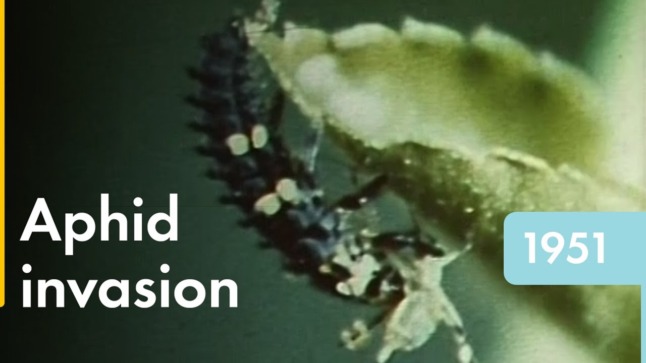 Green Apple Aphid | Shell Historical Film Archive - YouTube