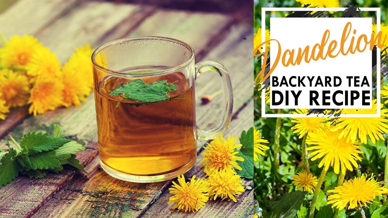 Dandelion Tea - How to Make the Perfect Cup - YouTube