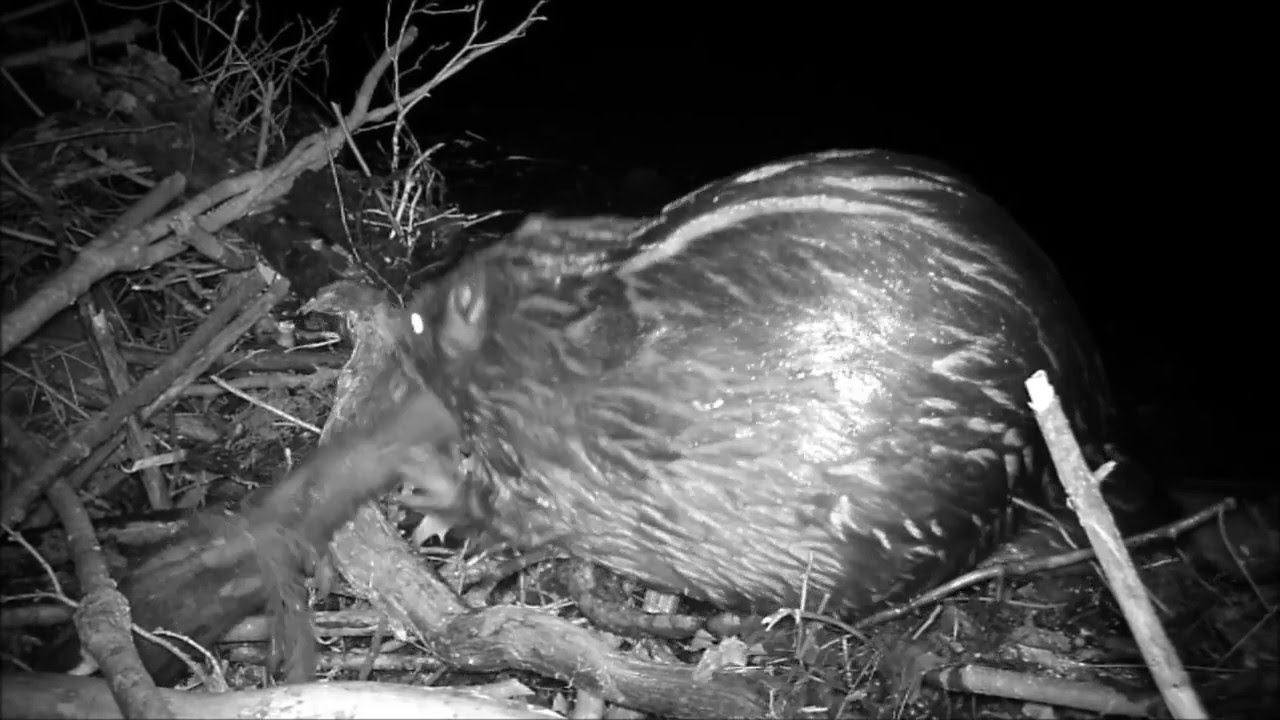 Beaver Building Dam - Close-Up - YouTube