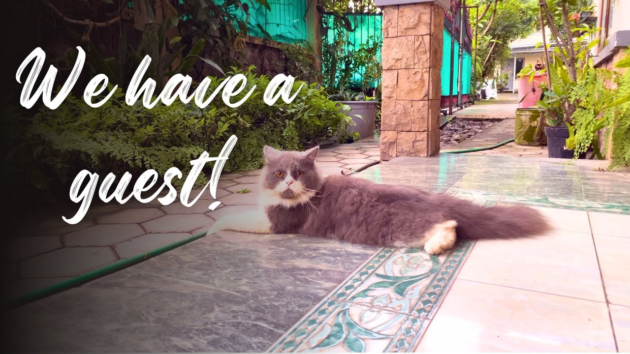 Lost Cat or Guest Cat? (ENG SUB) - YouTube