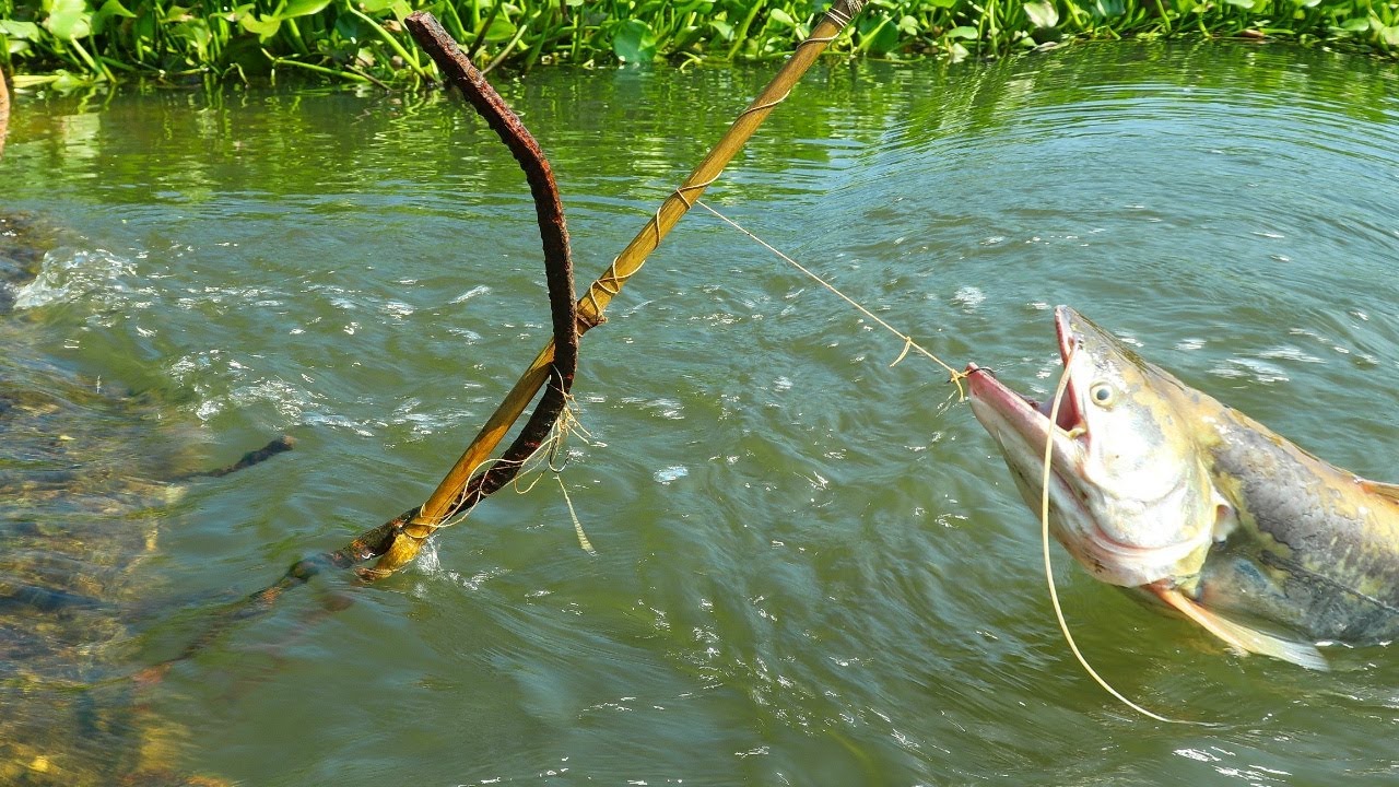 Traditional Amazing Fish Trap System. Catching Big Catfish By Hook ...