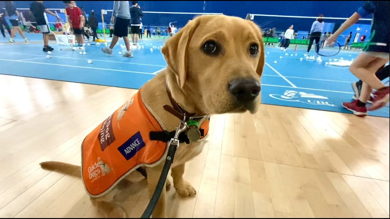 Guide Dog Labrador Livia : Day 90 - First Time in Badminton Centre ...