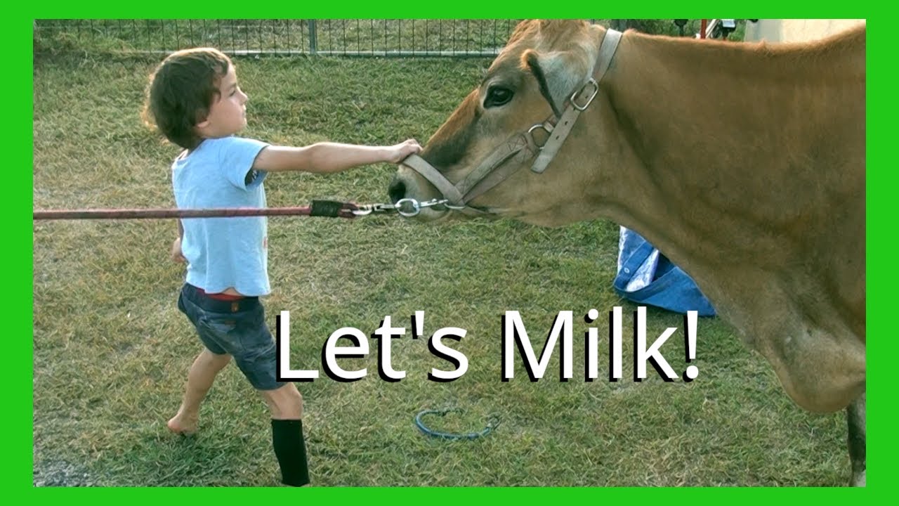BSH - How to milk cow using a milking machine - YouTube